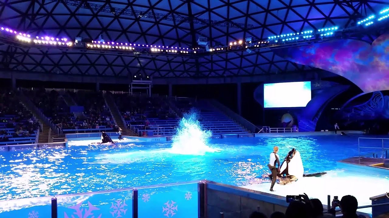 Seaworld show 2016 - YouTube