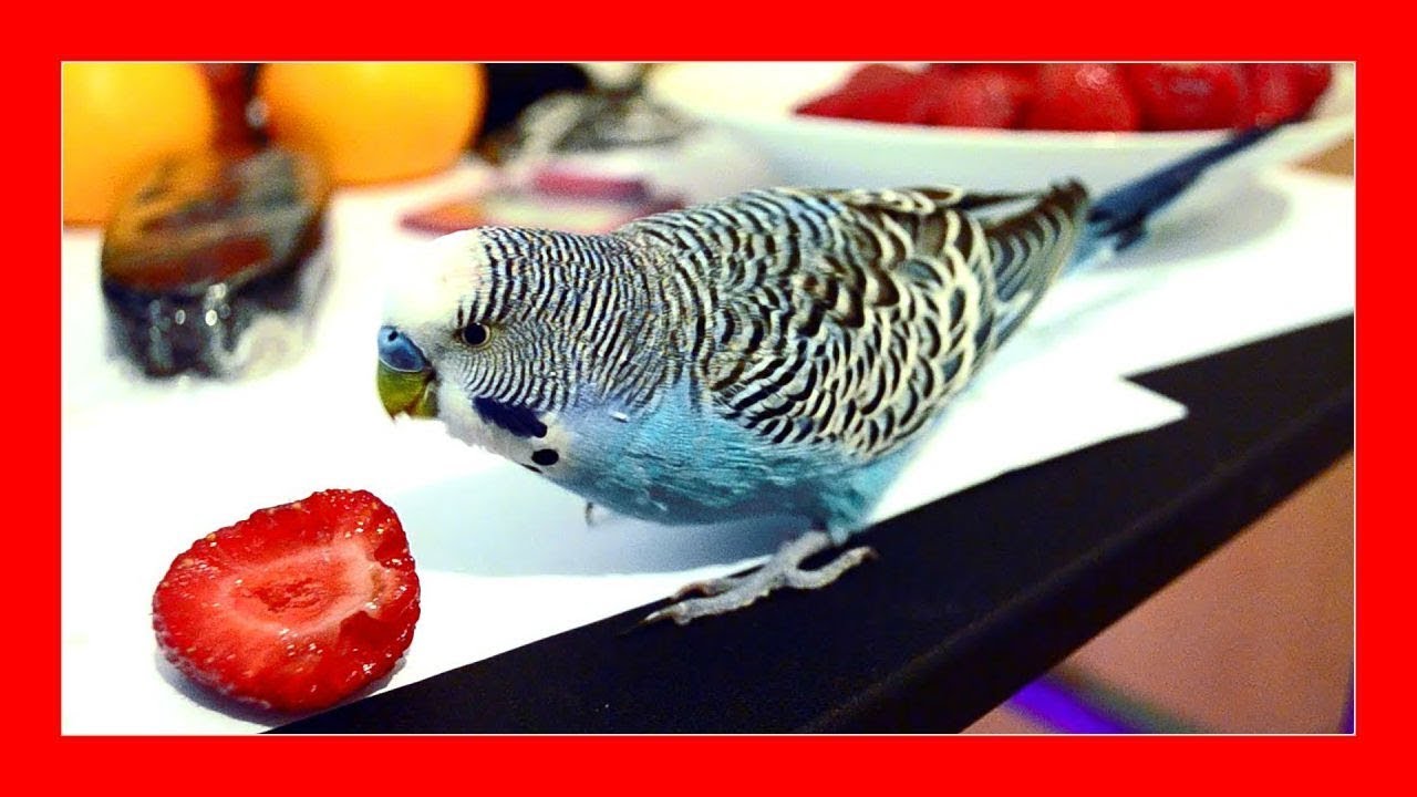MEJORES FRUTAS PARA PERIQUITOS: ALIMENTACION DE PERIQUITOS | COMIDA ...