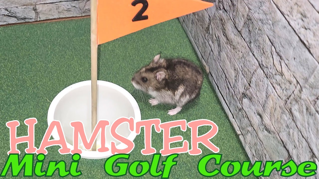 Hamster Mini Golf Maze - YouTube