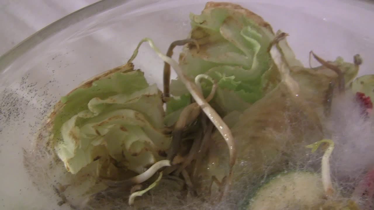 Discovered TWO DAYS LATER - A Bowl Of MOULDY Salad - YouTube
