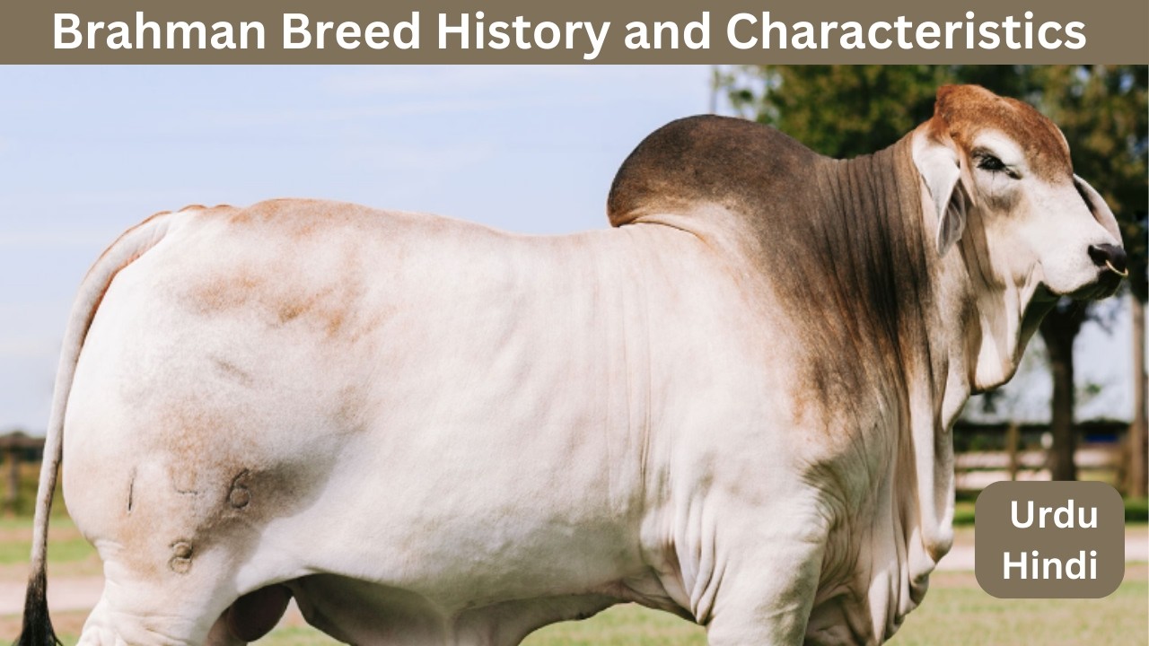 Brahman Breed History & Characteristics || Farming with Gstar - YouTube