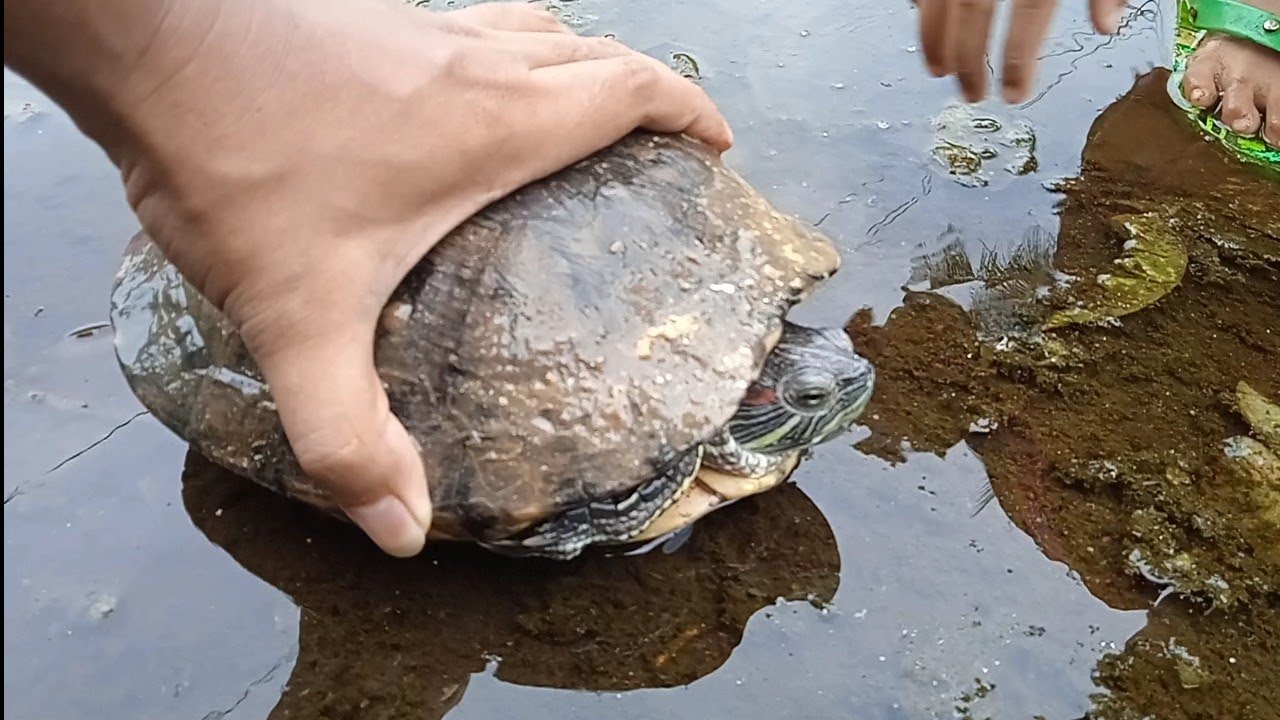 menemukan kura kura besar di sungai yang hampir mengering - YouTube