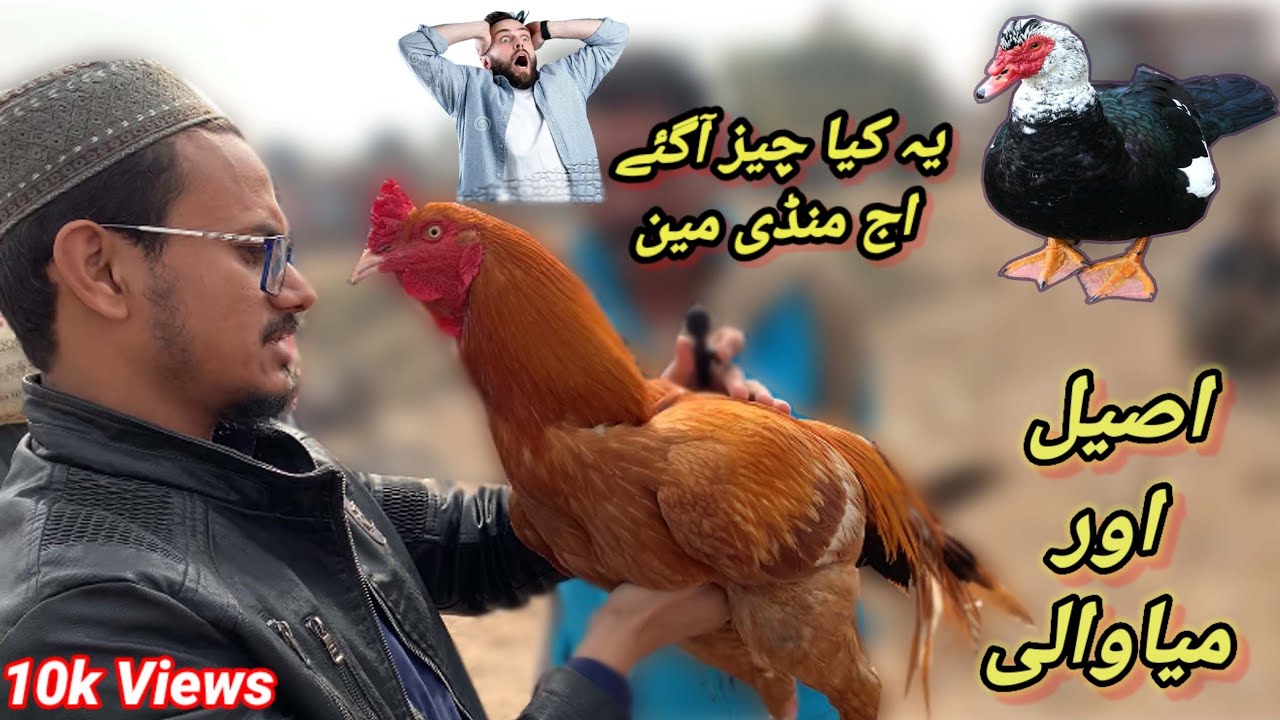 Java lasani & Cheena a Aseel Murga Mandi|| Mirpurkhas Sindh Aseel Murga | - YouTube
