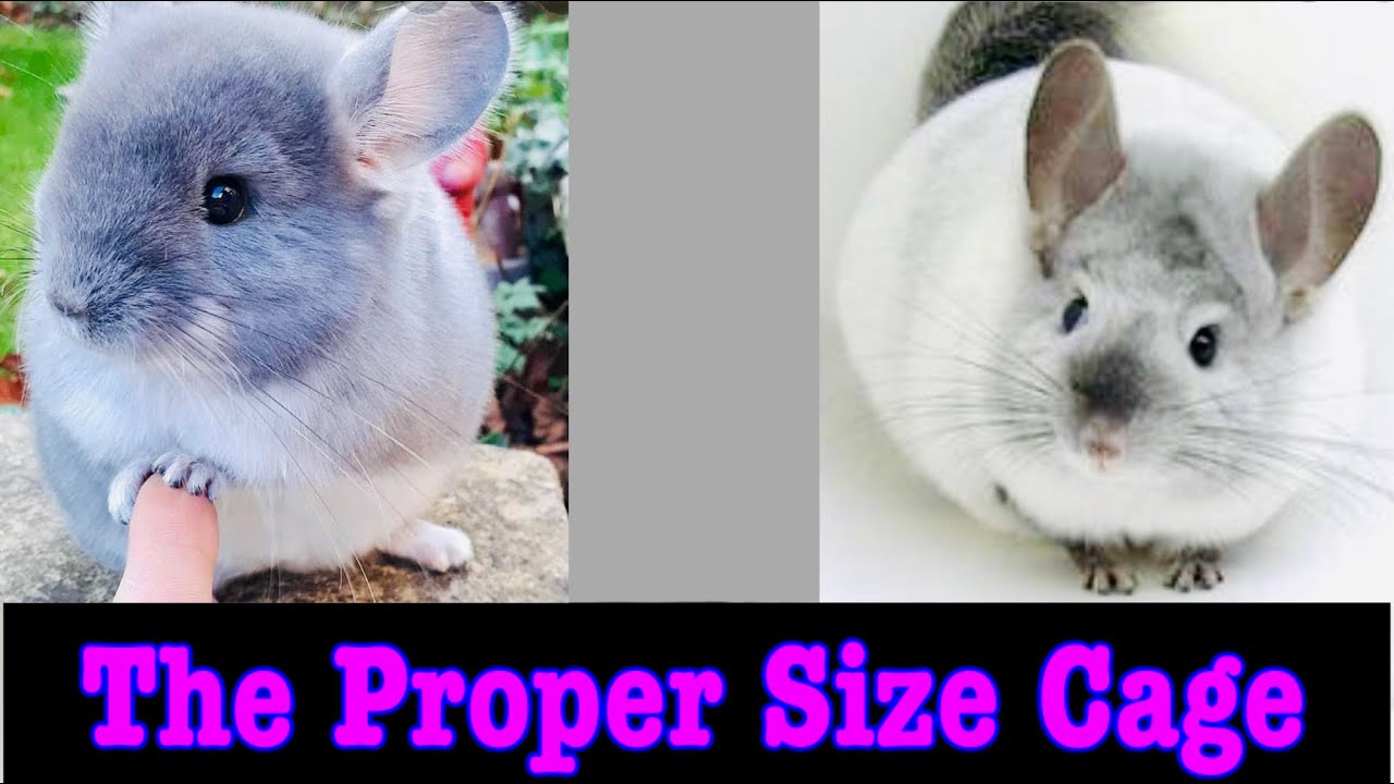 What is the right size Chinchilla Cage - YouTube