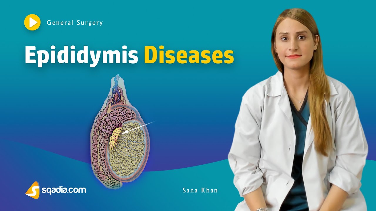 Epididymis Diseases | Anatomy, Pathology, and Surgical Treatments ...