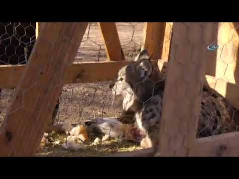 Vaşak Yavrusunu Kedi Gibi Sevdi