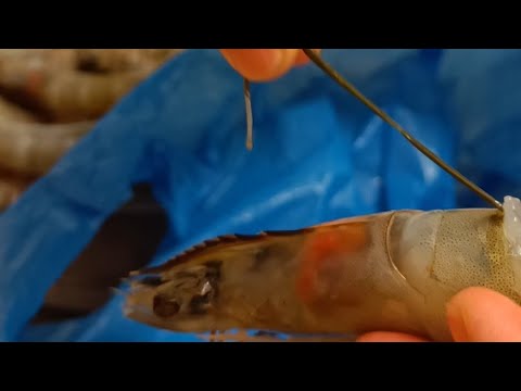 CLEANING AND REMOVING INTESTINE OF THE SHRIMP#ASMR#FOODLOVER - YouTube