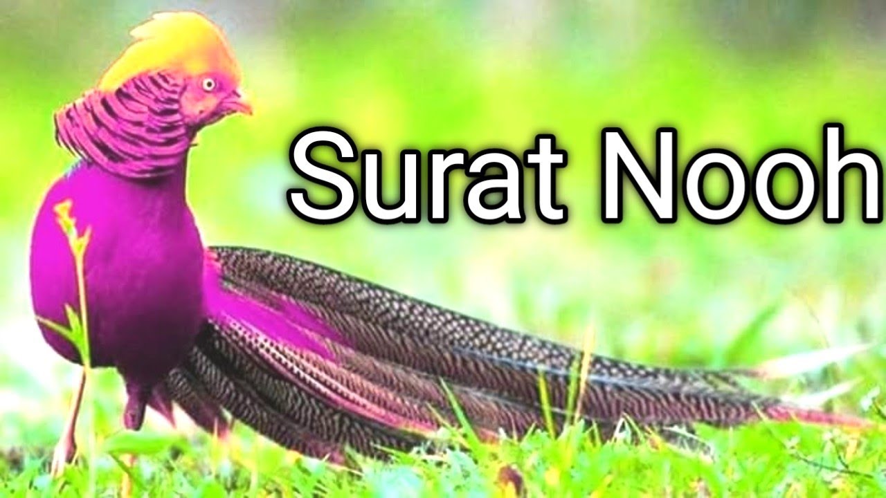 071 Surah An Nuh Full [Surah Nooh with HD Arabic Text] Pani Patti ...
