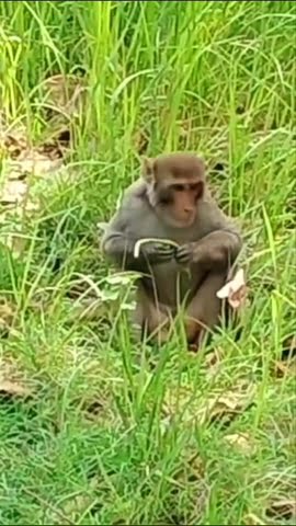 monkey 🐒eating beans # short # viral - YouTube