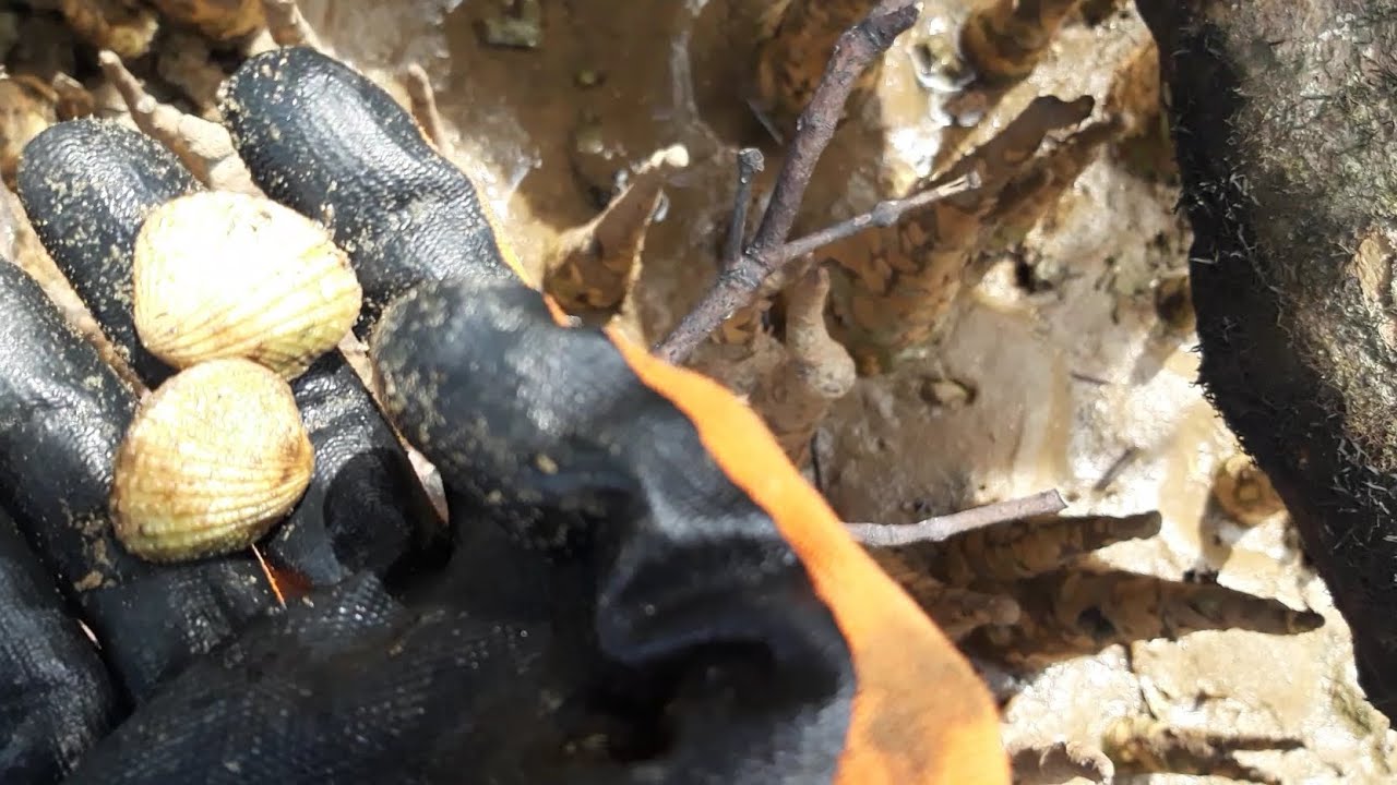 Hunting for stone shell in the mangrove forest | Berburu kerang batu # ...