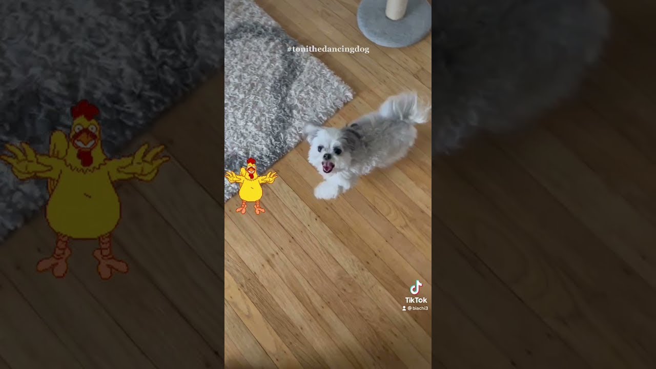 Toni the Dog Doing the Chicken Dance || ViralHog - YouTube
