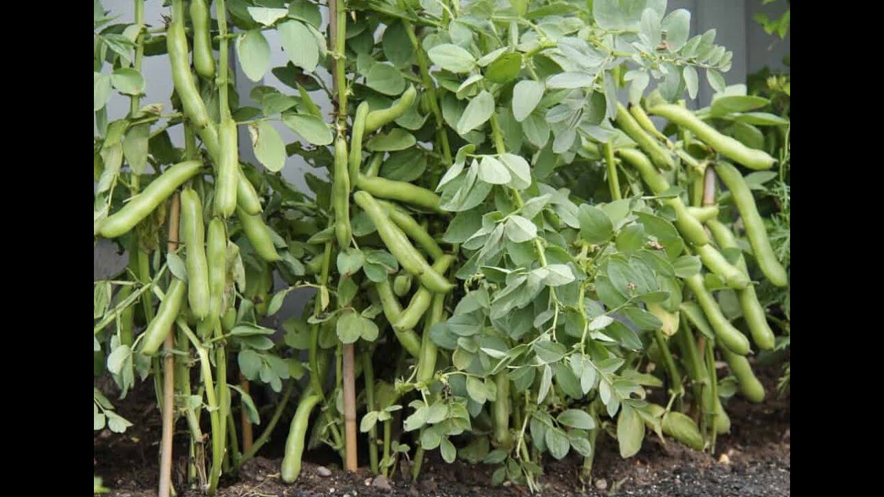 Come coltivare fave - YouTube
