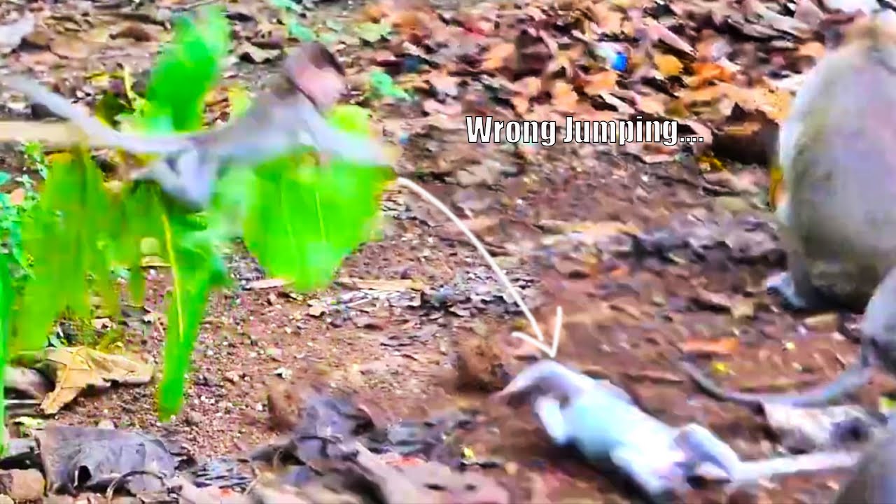 O-M-G... Baby monkey MoMo climbing up the tree & jumping down ...