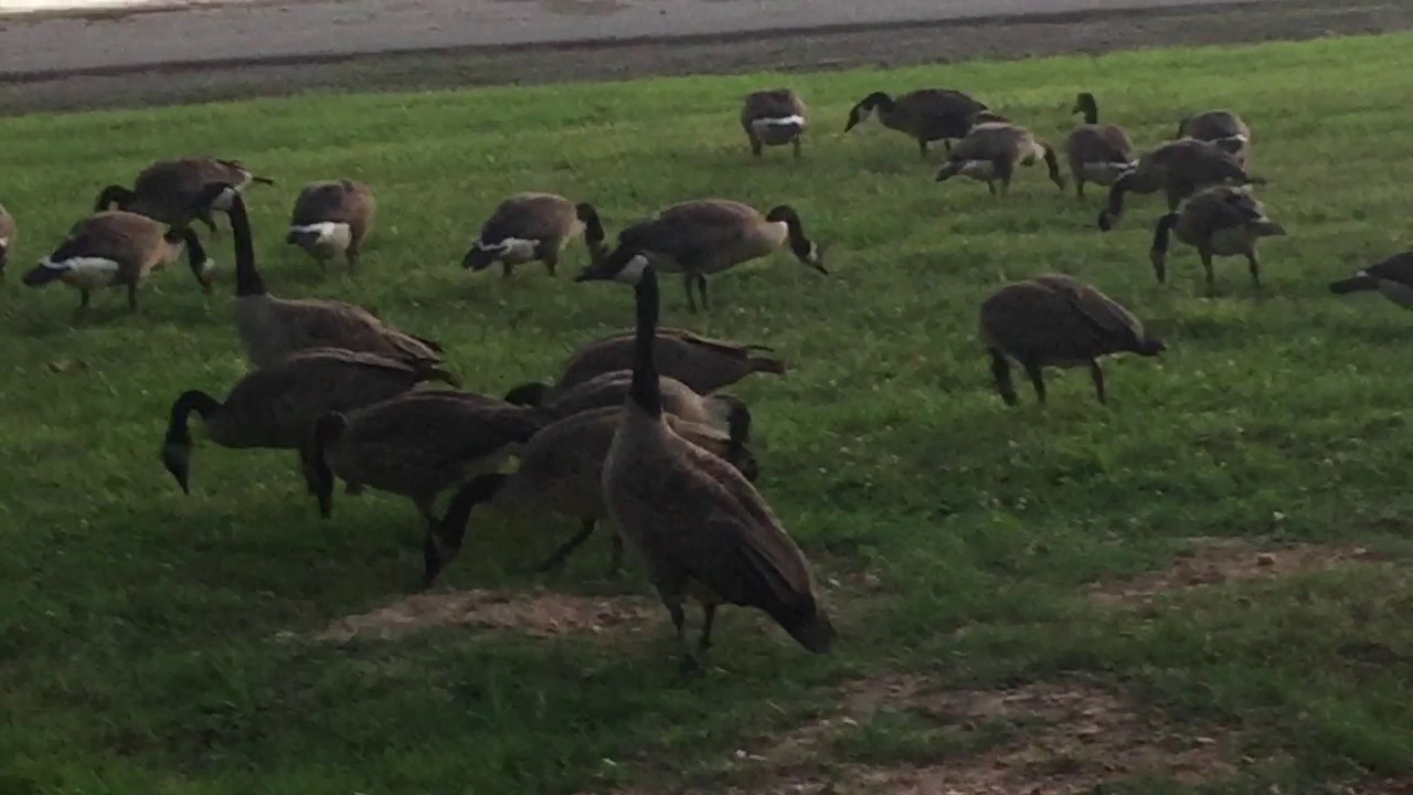 The geese Attack each other - YouTube