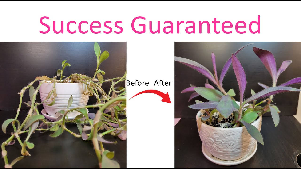 Propagate purple heart plant: guide for beginners - YouTube