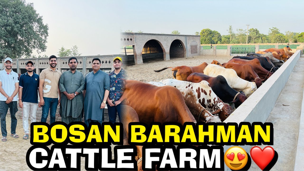 Hum Sab Bosan Barahman Cattle Farm Gae😍 ️ | Surprise Entry In Multan ️😍 ...