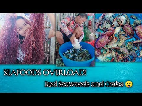 Seafoods overload! Red Seaweeds and Crabs || Ate Laila - YouTube