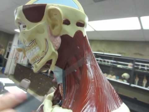 Splenius capitus/Scalenes on torso model ANAT 150-CHC - YouTube