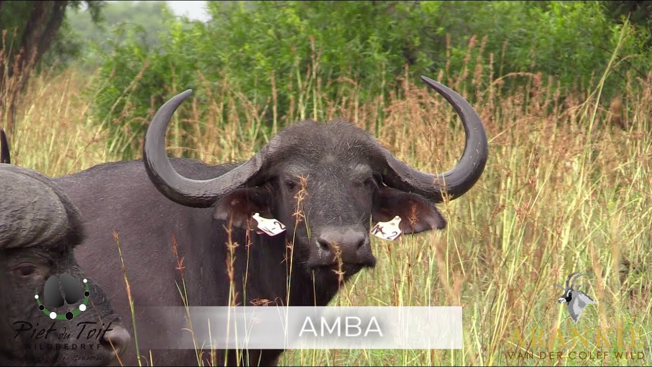 38 6/8" Amba, Buffalo cow sired by 51 5/8"+ Nkosana, in calf to 52 7/8 ...