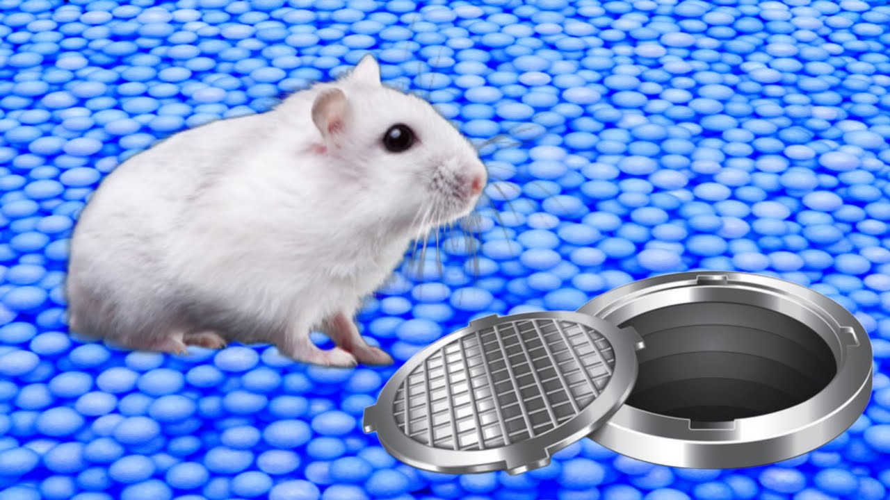 The best moments from the adventures of a hamster. - YouTube