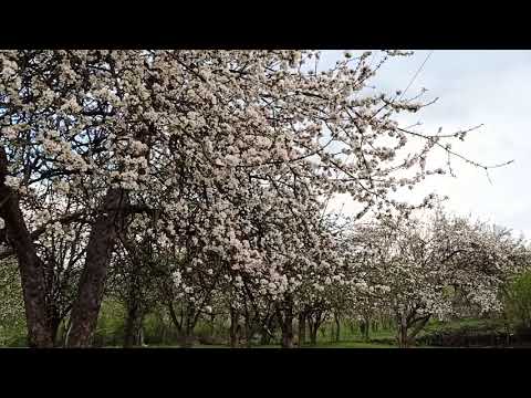 Yaz fəsili__Gədəbəy rayonu, İnəkboğan kəndi