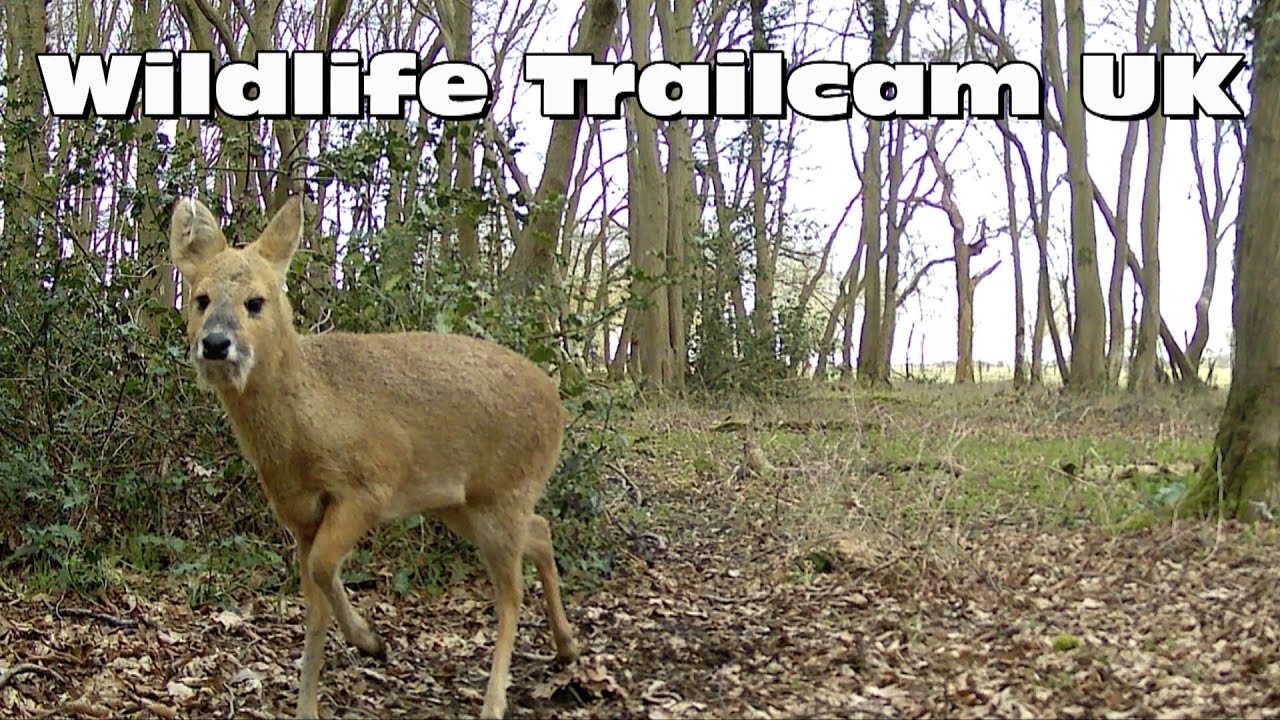 Owl swoops at the camera! Trail camera Thursday - YouTube