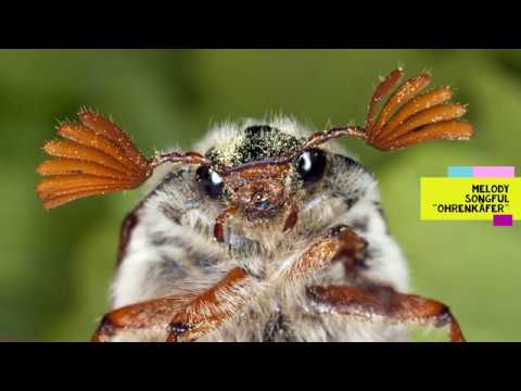 Melody Songful | Ohrenkäfer | - YouTube