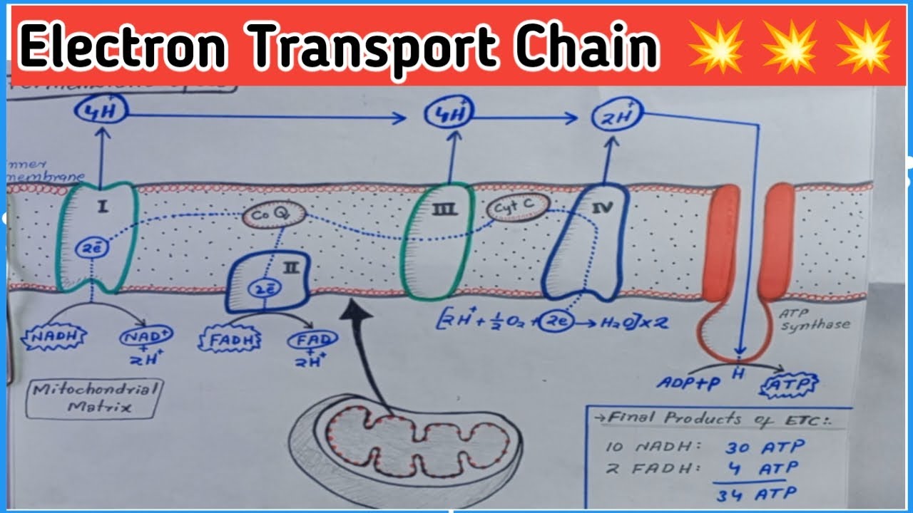 Electron Transport Chain (ETC) | Cellular respiration | Chemiosmosis ...