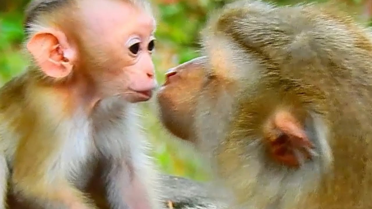 Monkey & Primates, Young Mom Very Sweet Care Baby, Baby So Happy, So ...