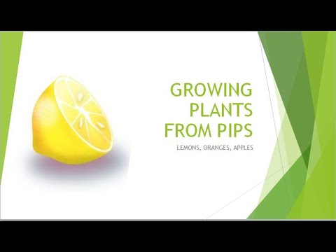 Growing Plants from Pips - YouTube