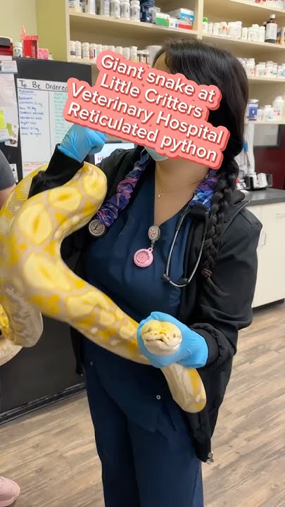 Giant reticulated python - YouTube