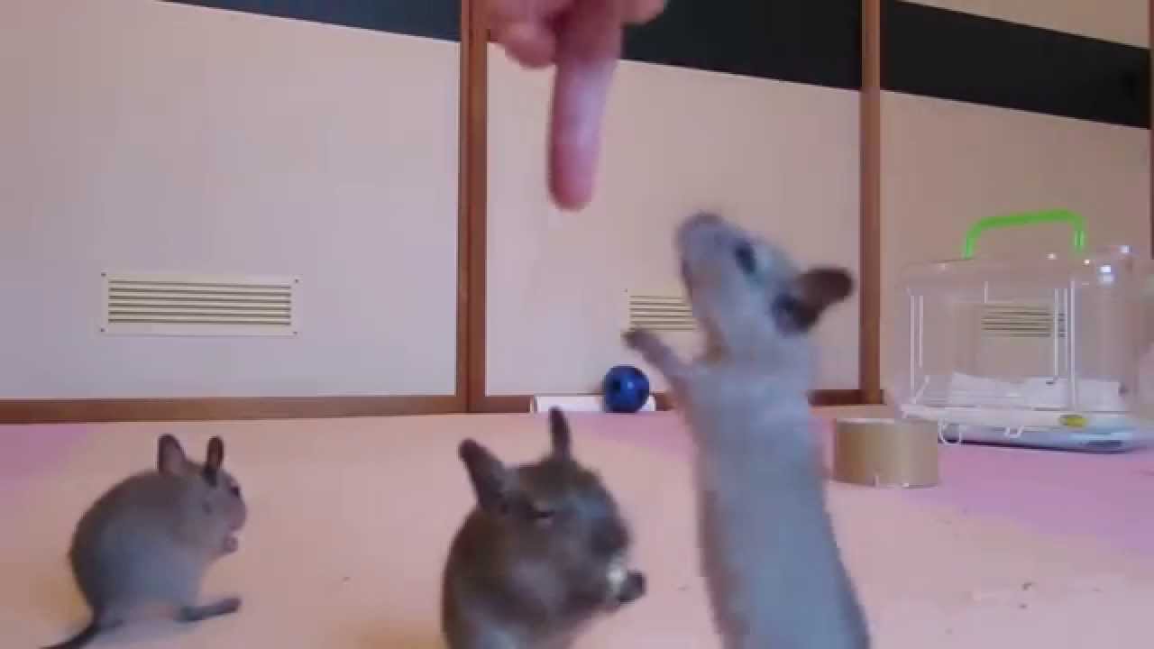 赤ちゃんデグーの芸（baby degu tricks） - YouTube