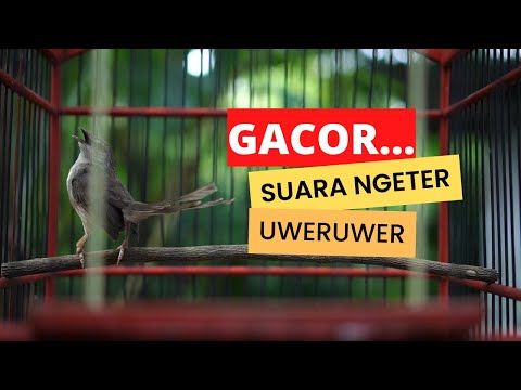 cigun gacor suara ngeterr weruwer
