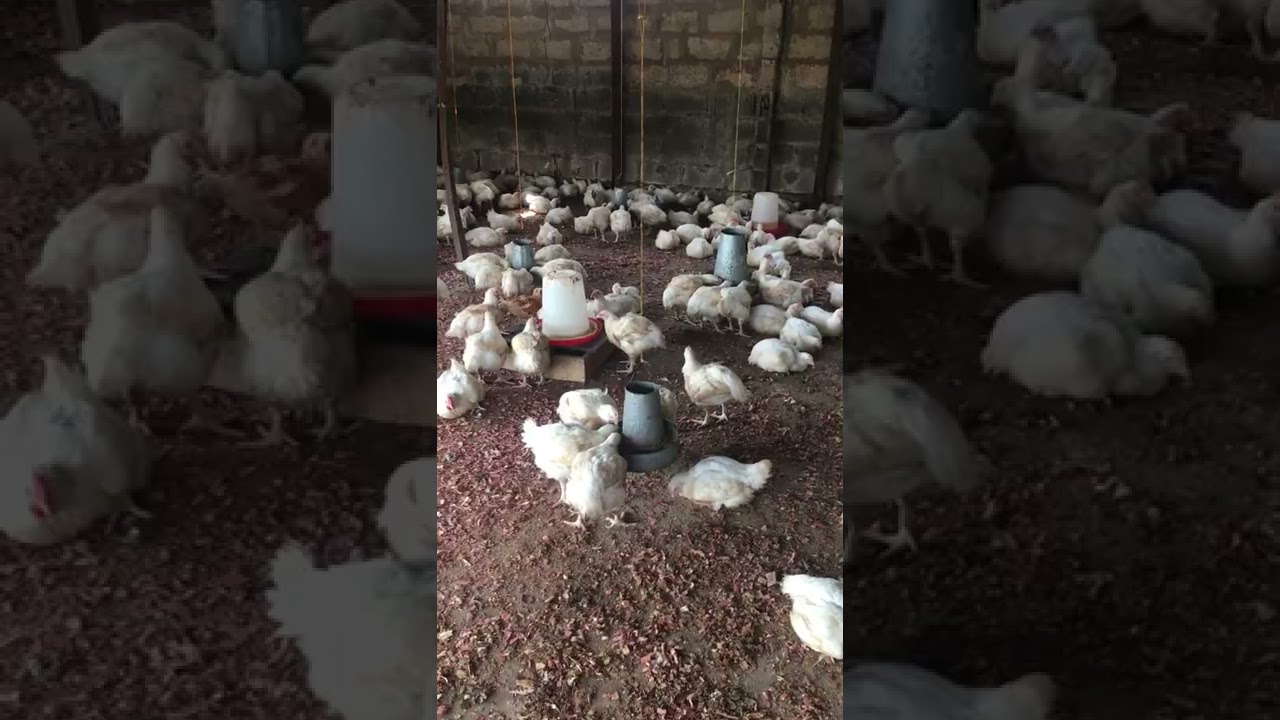 Boilers chicken and what you need to know - YouTube