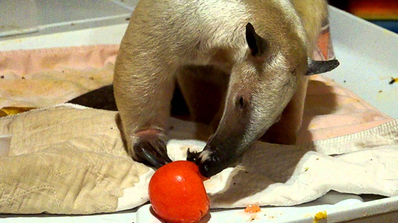 Pua eating a tomato - YouTube