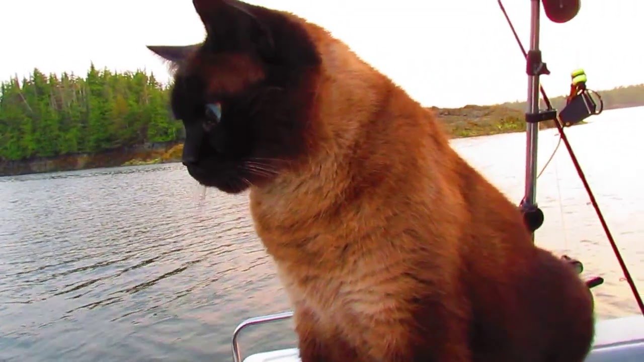 Smoochie the Blue Eyed Siamese Manx cat living aboard! - YouTube