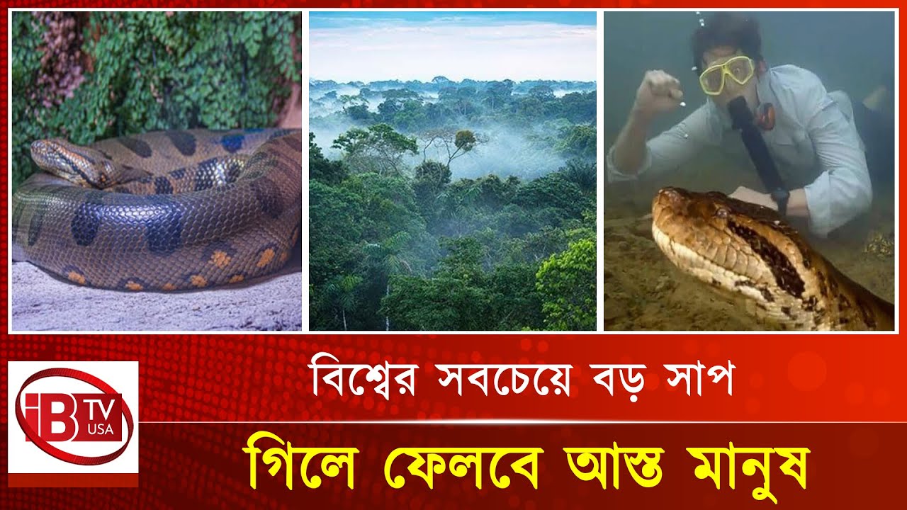 সন্ধান মিলল বিশ্বের সবচেয়ে বড় সাপের, ওজন ২০০ কেজি | Giant Snake | Wildlife | weighing 200 kg ...
