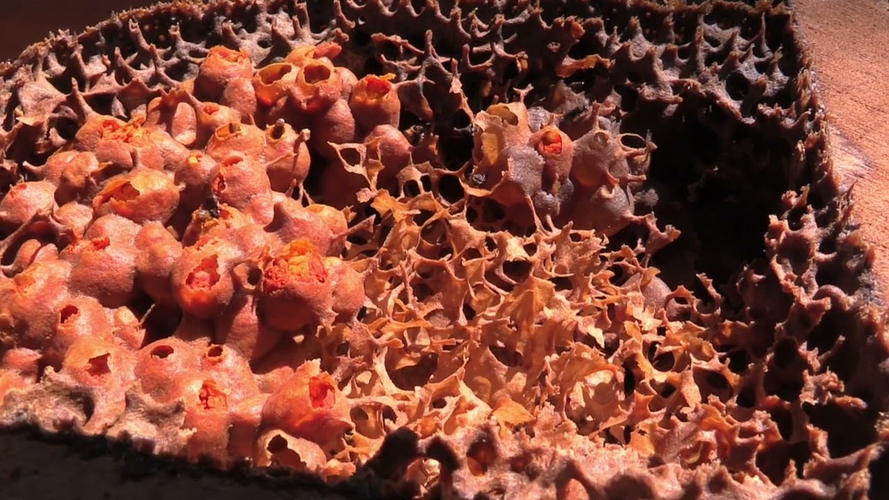Abeja sayulita (Nannotrigona perilampoides) - YouTube