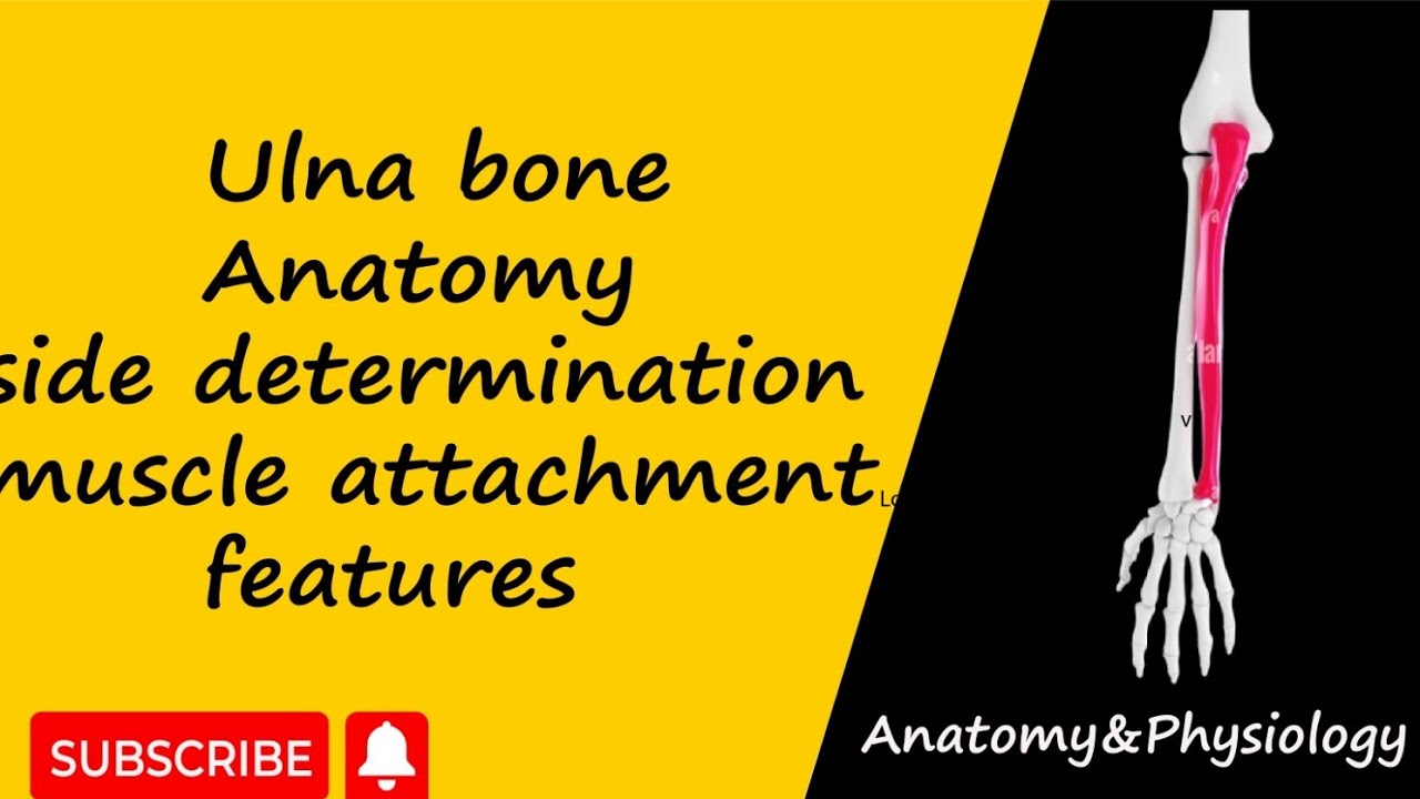 Ulna bone anatomy, side determination, features, muscle attachments ...