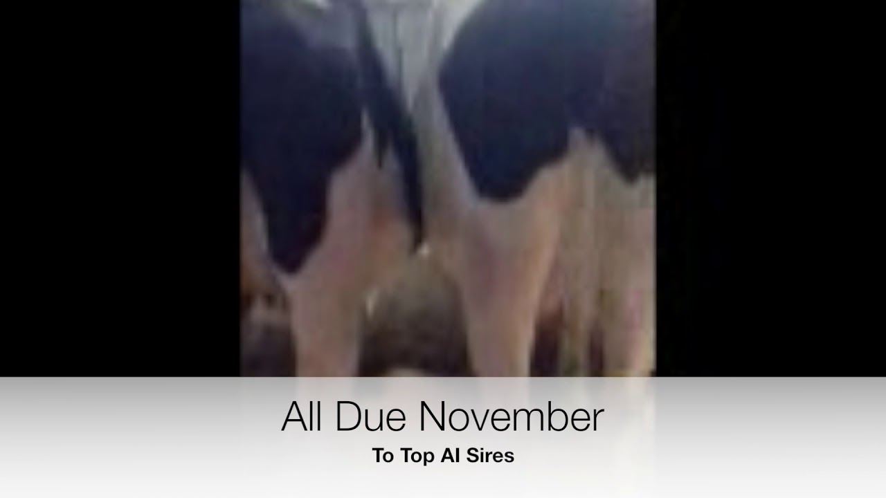 Zimmer Western Wrap Up Lot R3 - YouTube