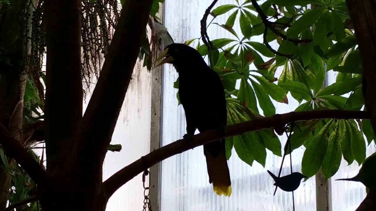 Crested Oropendola Call - Sounds like static & lasers - YouTube