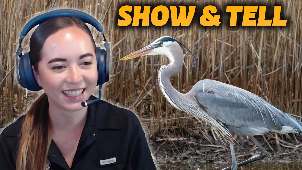 Show & Tell with Maya - YouTube