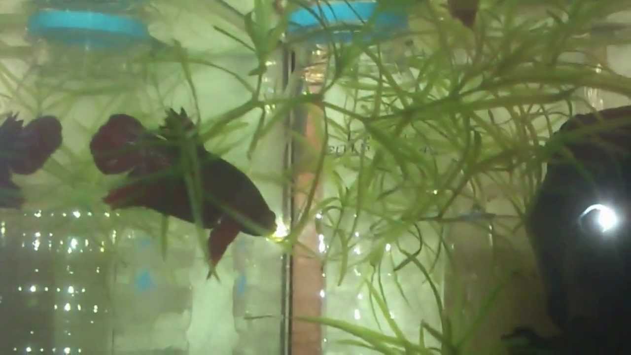 Bettas Hmpk Red Copper x Pk Red Copper (F2) - YouTube