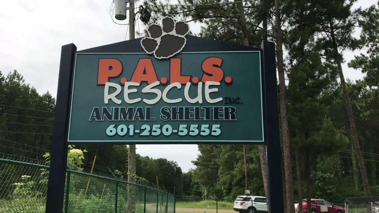 Pals Rescue - YouTube