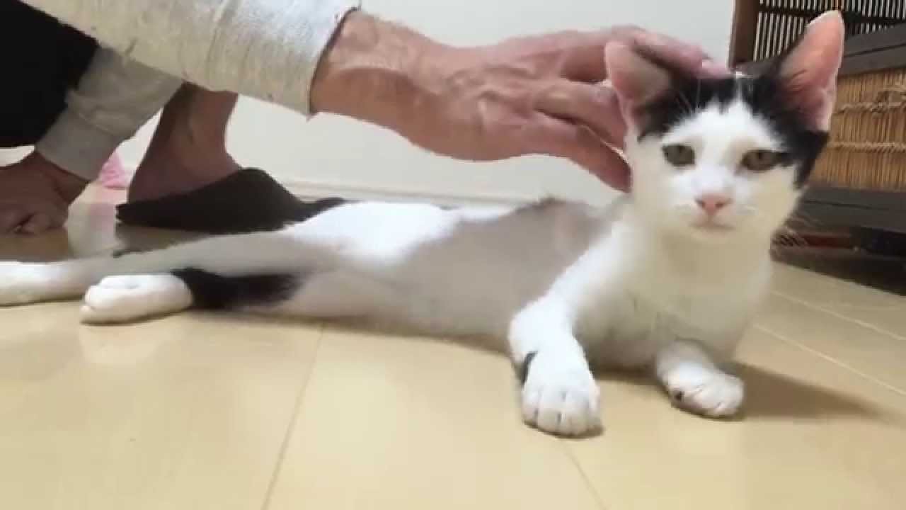 保護猫せんべい君の日常 Senbei the cat daily routine - YouTube