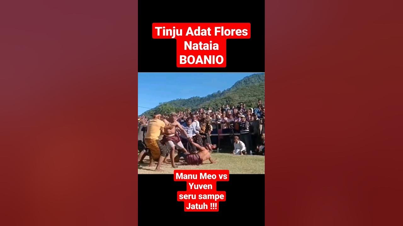 Tinju Adat Flores Seru Manu Meo Vs Yuven Rendu Nataia Boanio Hiburanrakyat Shorts Youtube