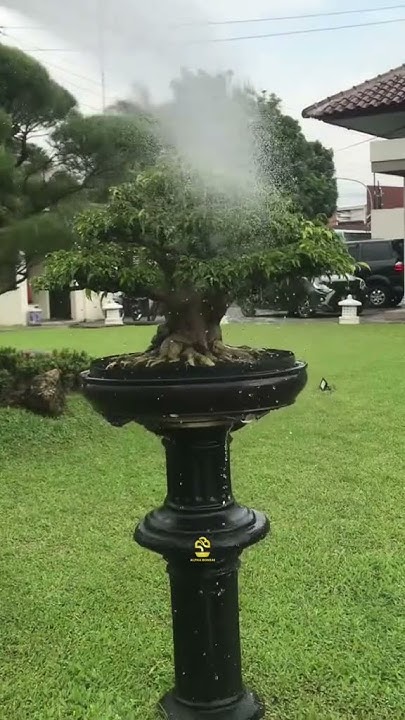 Ficus Philipin - Alpha Bonsai #shorts - YouTube