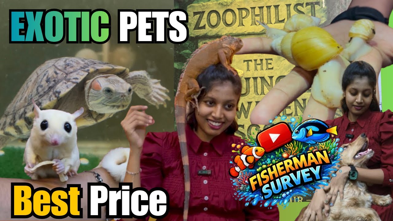 UNBELIEVABLE Exotic Pets for Sale in Chennai 😱 | Rare Animals You Won’t ...