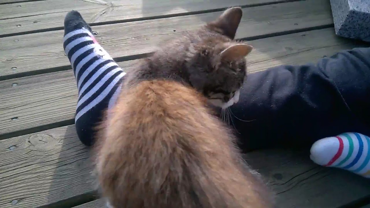 Kitten in Denmark - YouTube