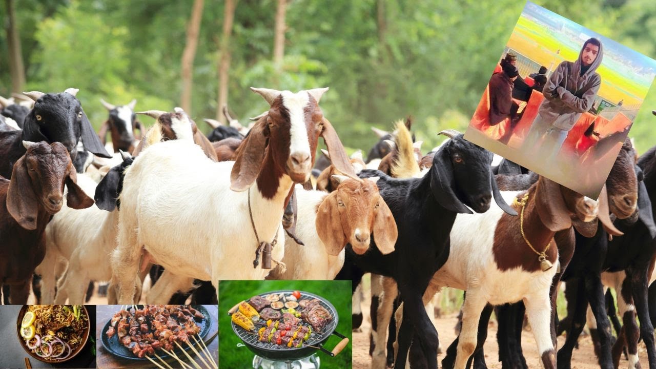Title: "The Brave Goat: A Tale of Courage and Compassion" - YouTube